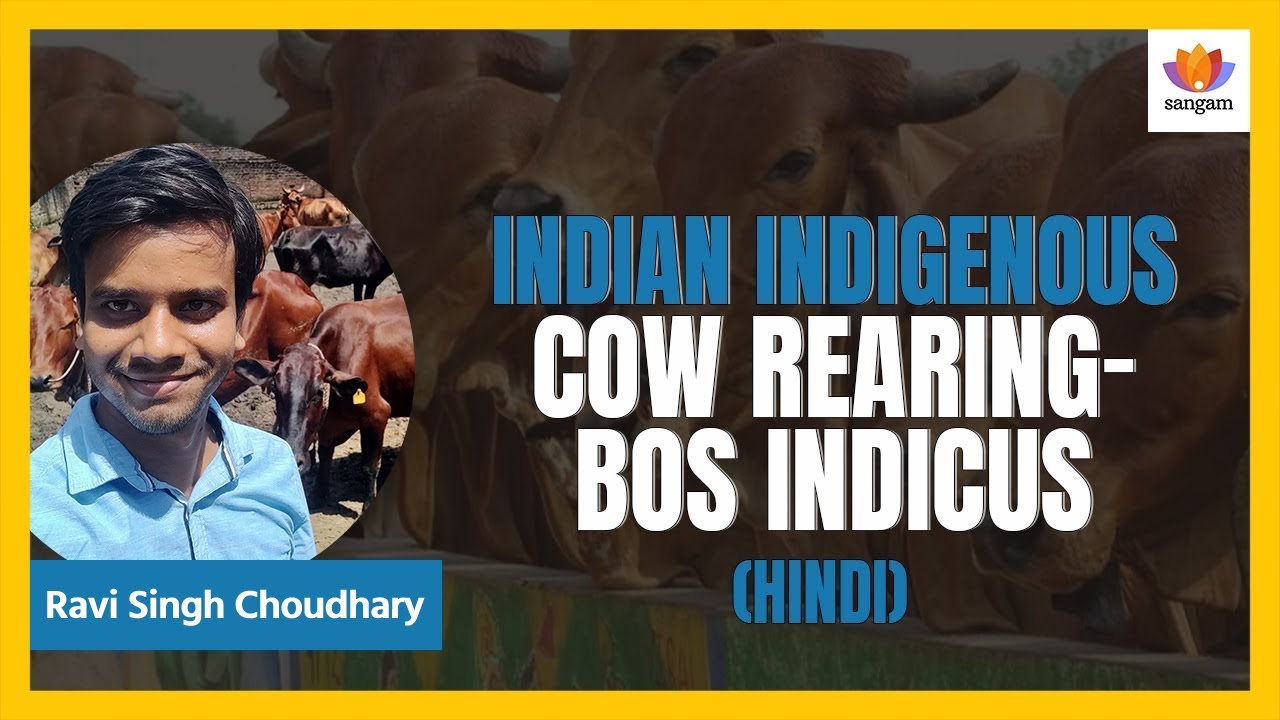 Indian Indigenous Cow Rearing - Bos Indicus | Ravi Singh Choudhary ...